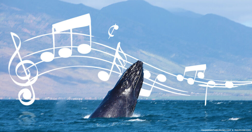 How to Hear Whale Song Firsthand | Snorkel, Hydrophone, Record