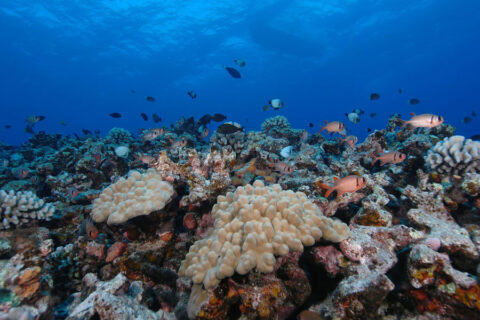 Maui Coastline Snorkel & Raft Adventure | Maui Snorkeling Tour