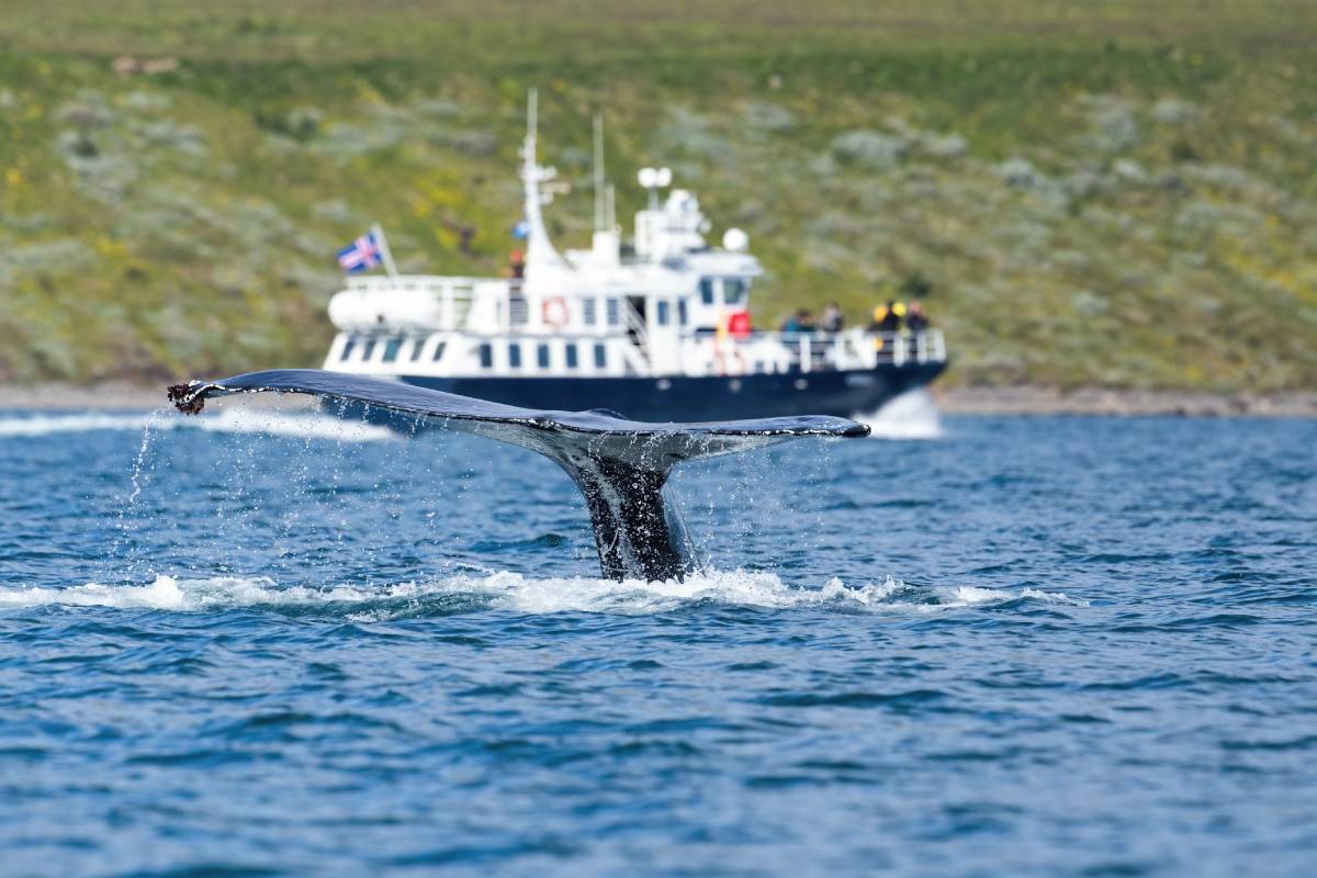 How Likely Will You See Whales on a Whale Watch Cruise?